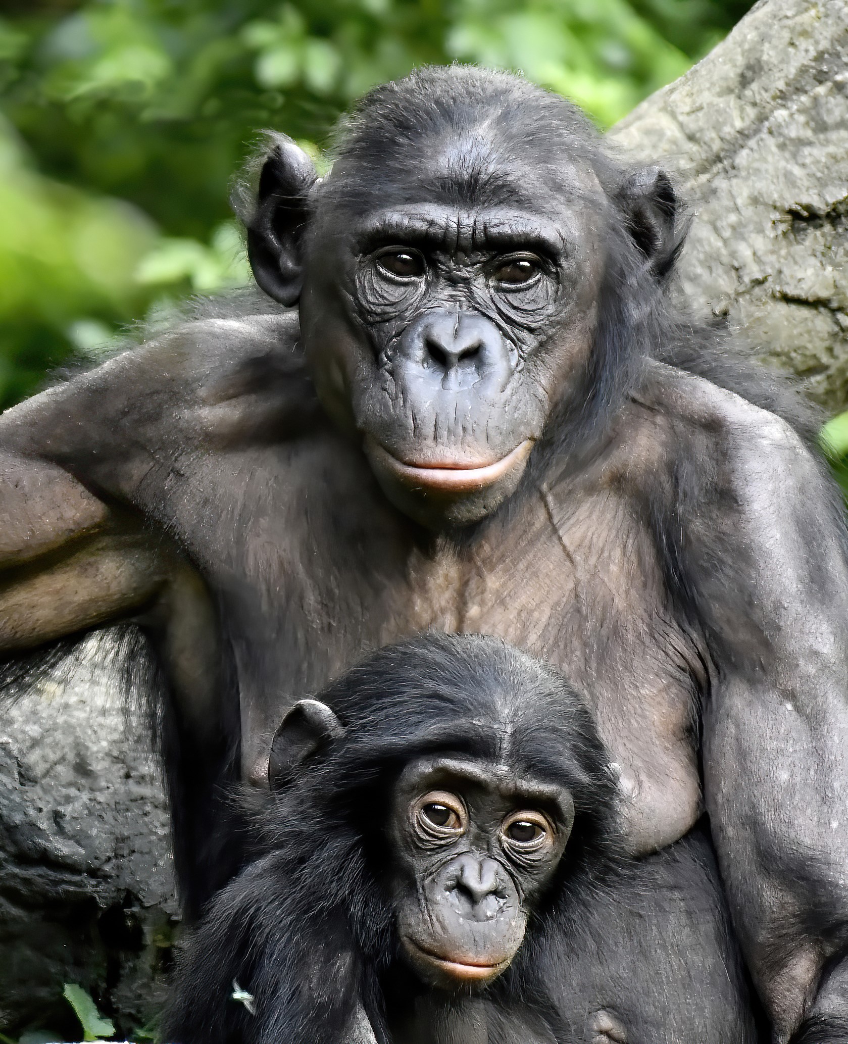 PROYECTO GRAN SIMIO/LEGISLACIÓN/Petición al Gobierno de la Ley de Grandes Simios – Vidasana